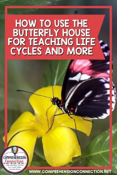How To Use The Butterfly House For Teaching Life Cycles And More