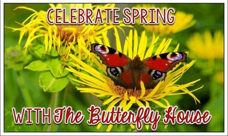 How To Use The Butterfly House For Teaching Life Cycles And More