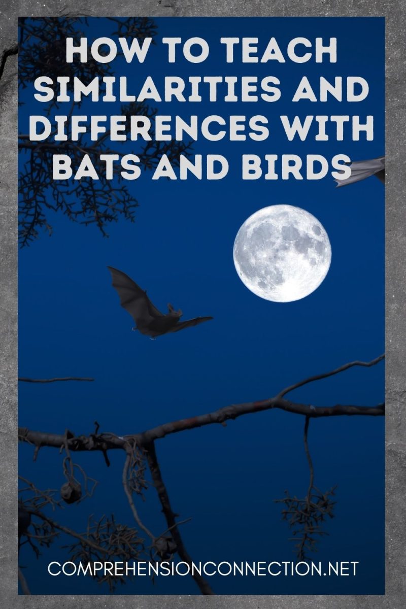 How To Teach Similarities And Differences With Bats And Birds