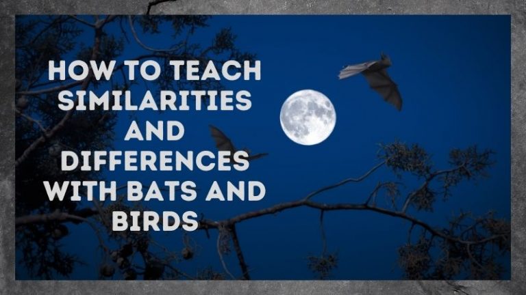 How To Teach Similarities And Differences With Bats And Birds